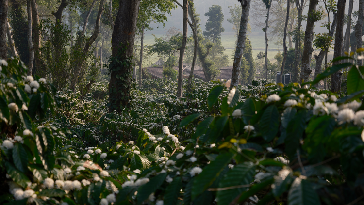 Estate – RiverSide Coffee